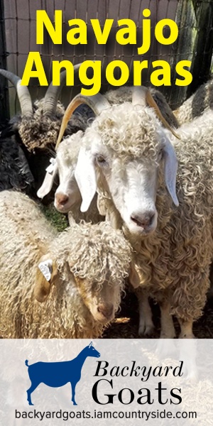 Navajo Angora Goat - Breed Profile - Goat Journal